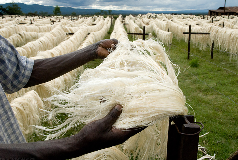 TropCrop : photo sample : sisal